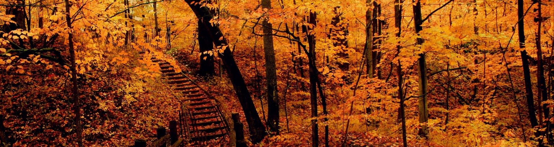 cropped-yellow_forest-wallpaper-1920×1080.jpg – tjornarparen.se